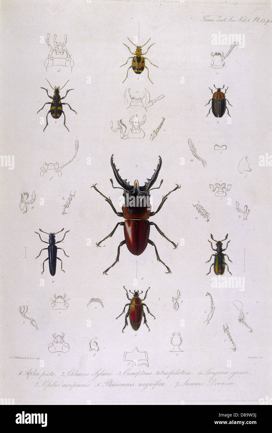 BEETLE / LUCANUS Stock Photo - Alamy