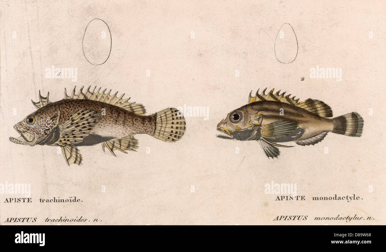 Apistus hi-res stock photography and images - Alamy