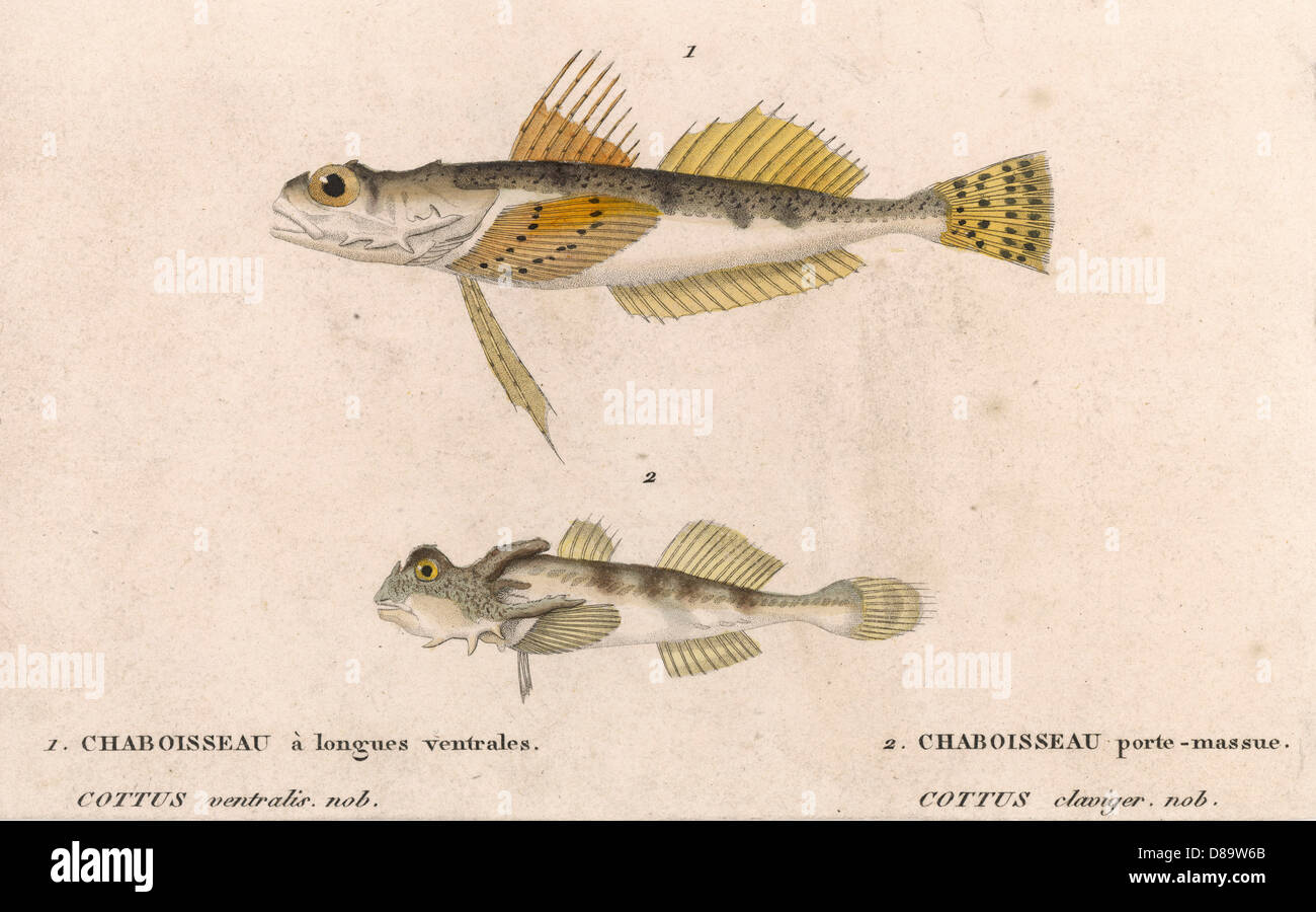 COTTUS - TWO SPECIES Stock Photo - Alamy