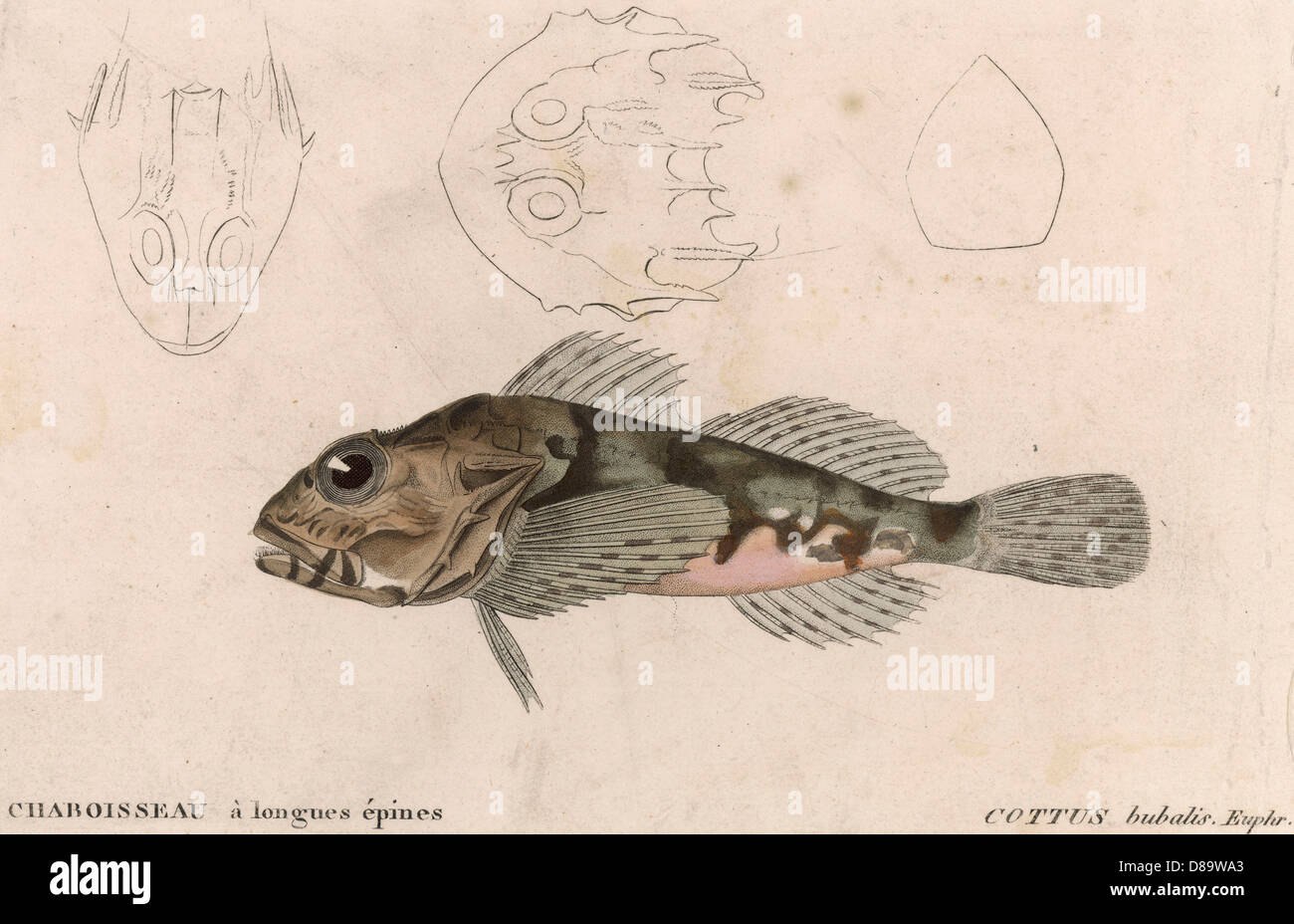 COTTUS BUBALIS EUPHR Stock Photo - Alamy