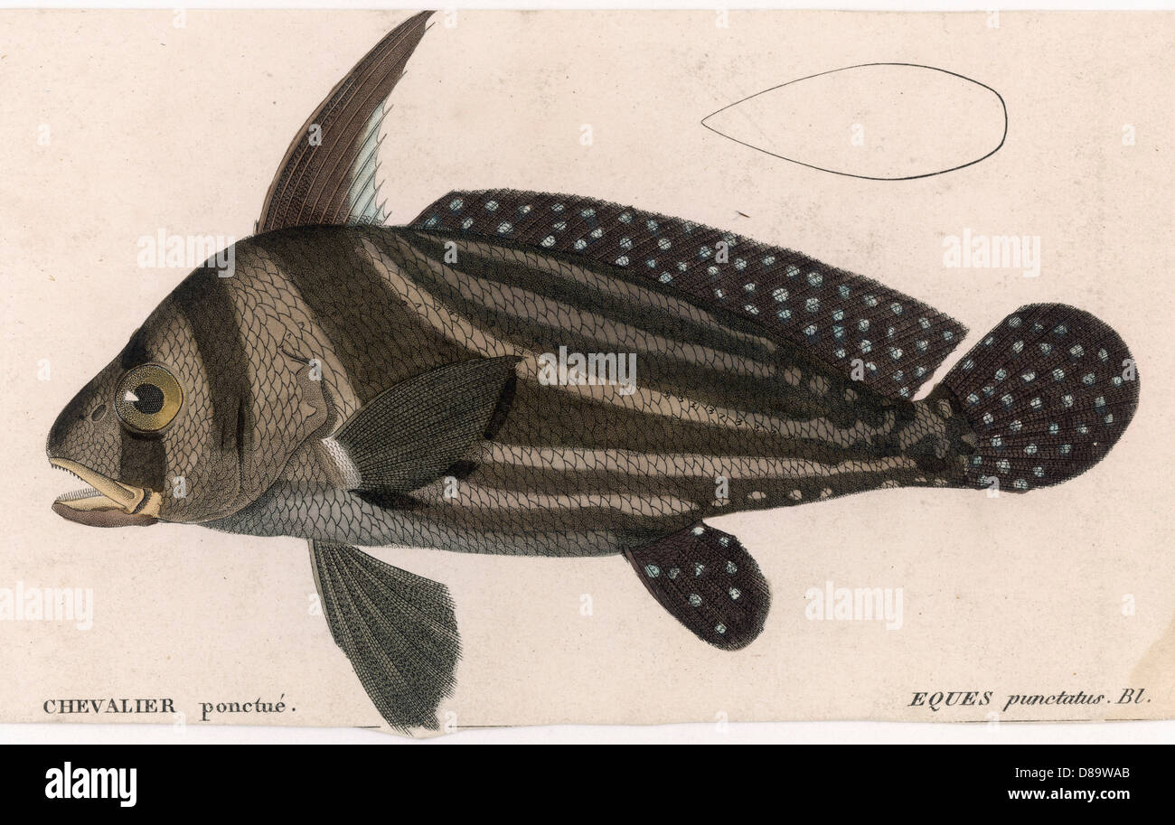 EQUES PUNCTATUS (FISH Stock Photo - Alamy