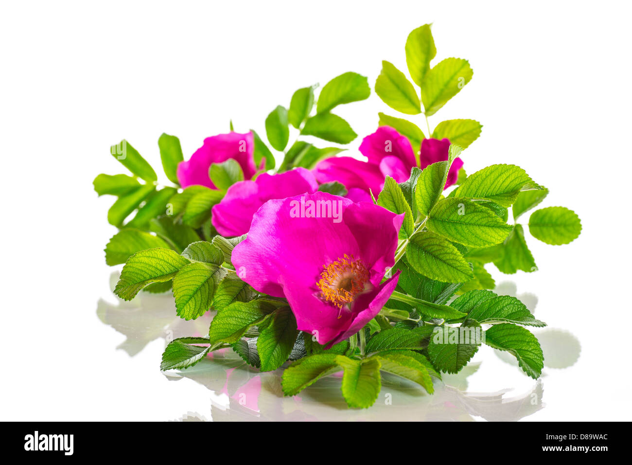 flowers blooming rose on a white background Stock Photo - Alamy
