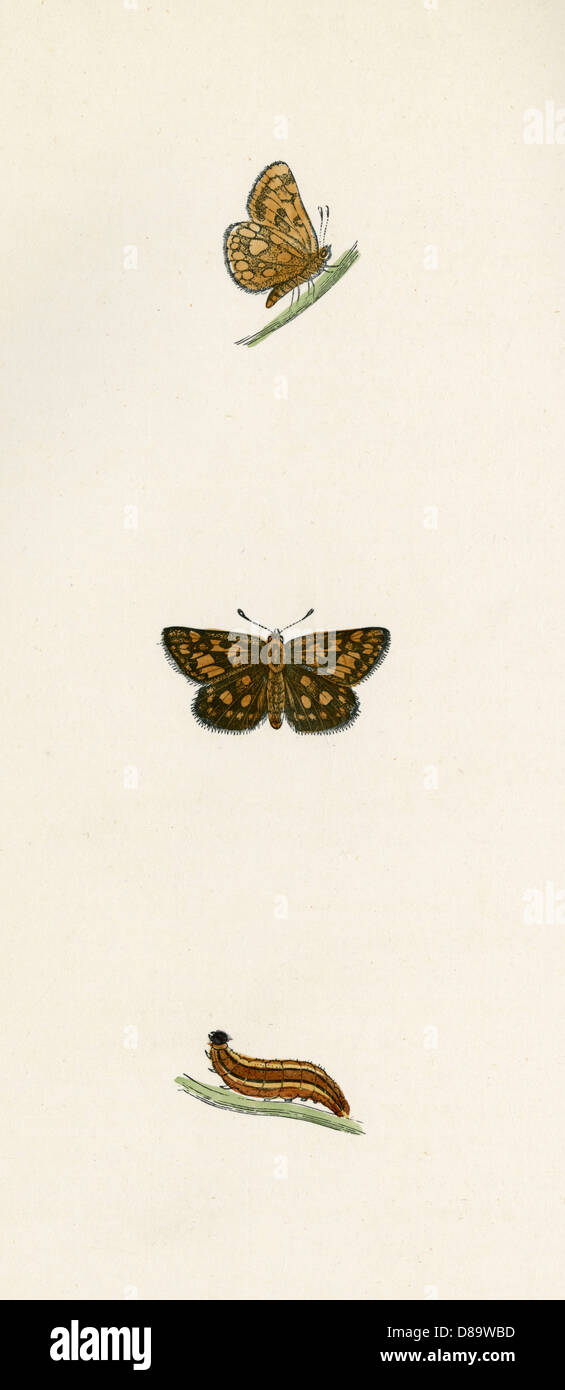 Chequered skipper butterflies hi-res stock photography and images - Alamy