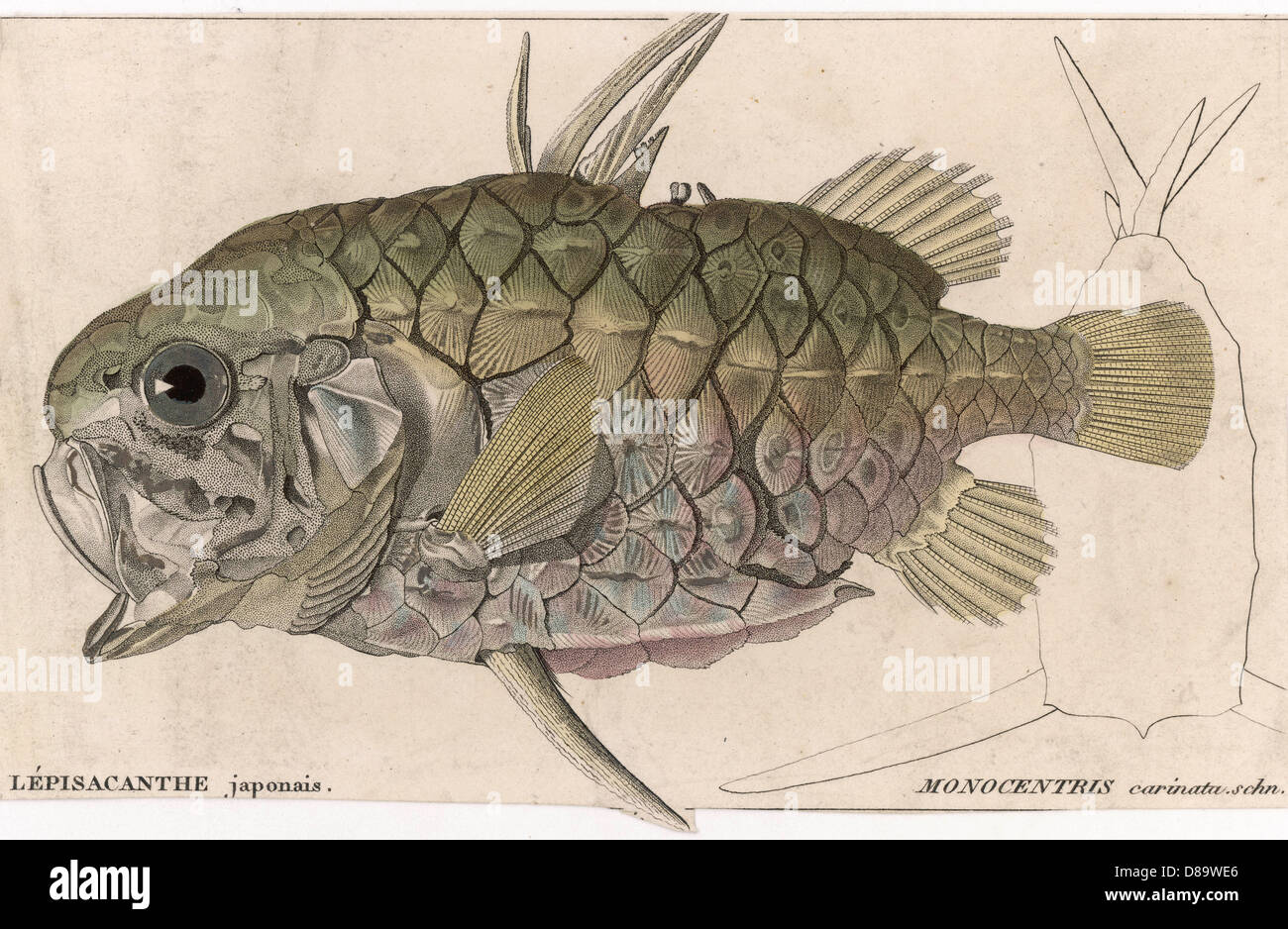 A PINEAPPLE FISH Stock Photo - Alamy