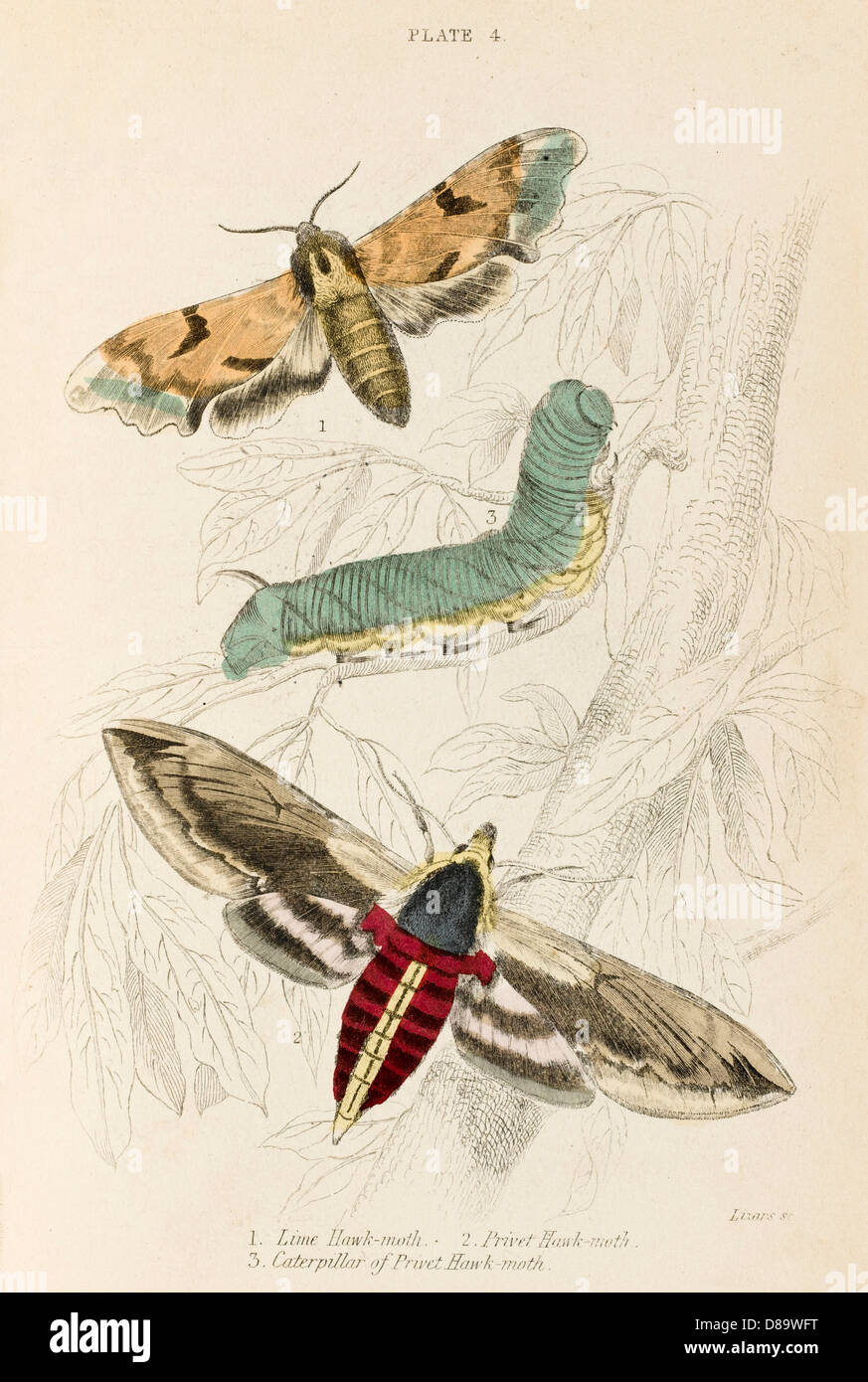 TWO HAWK MOTHS - 2 Stock Photo - Alamy