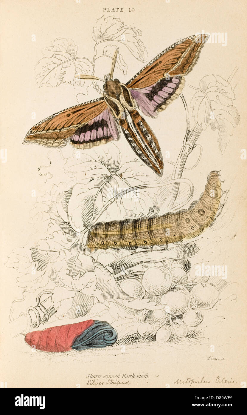 SHARP-WINGED HAWK MOTH Stock Photo - Alamy