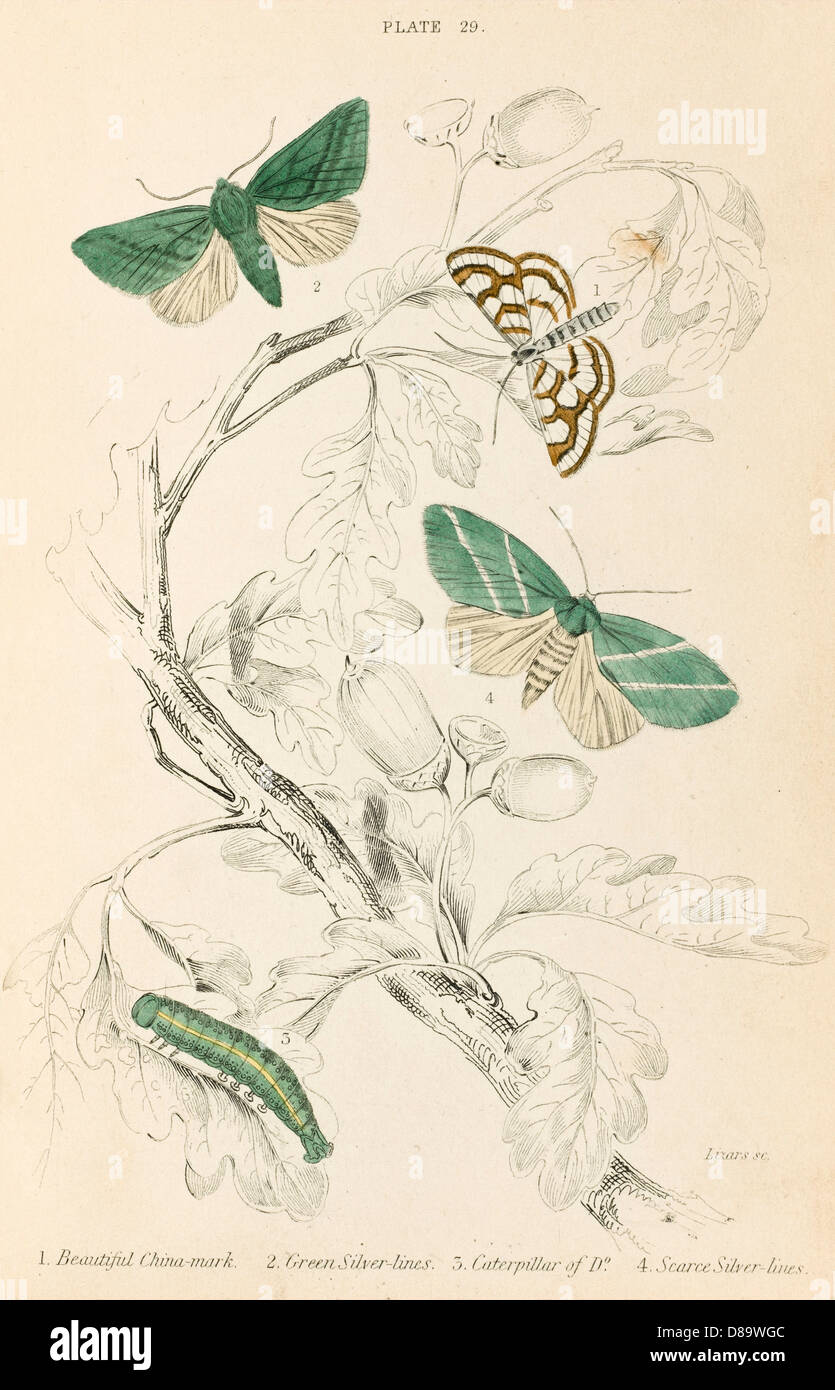 Three insects hi-res stock photography and images - Alamy