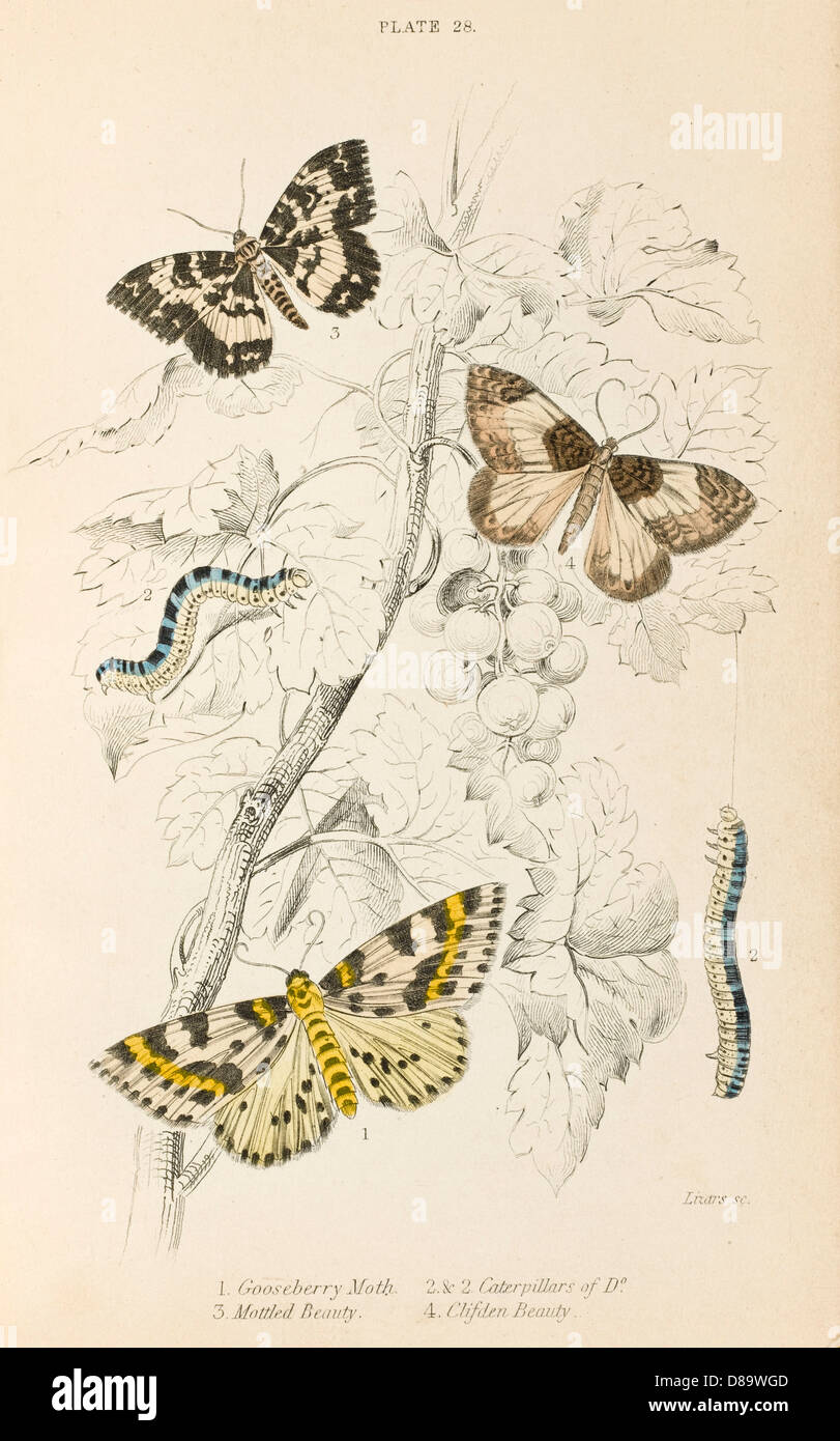 Three insects hi-res stock photography and images - Alamy