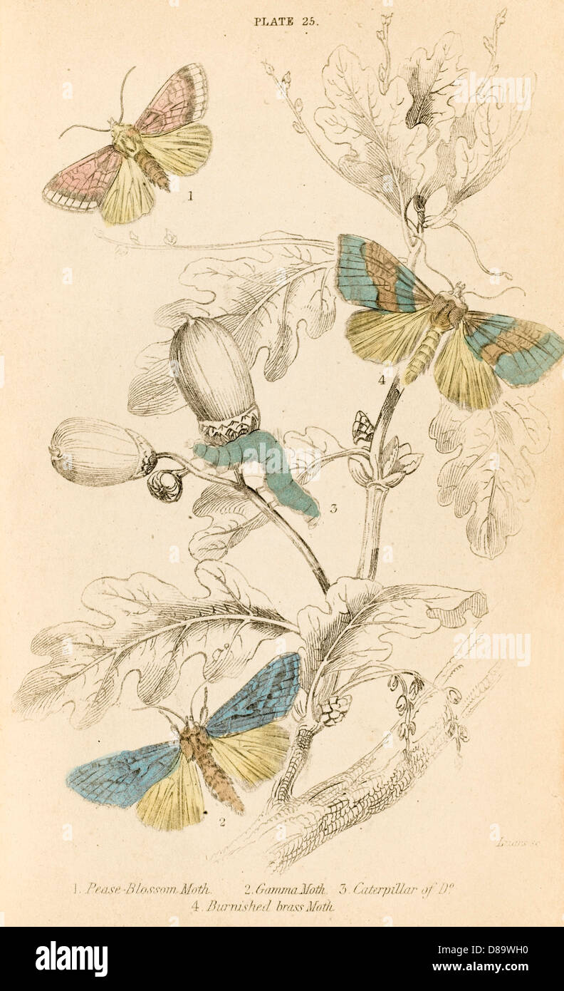 Three insects hi-res stock photography and images - Alamy