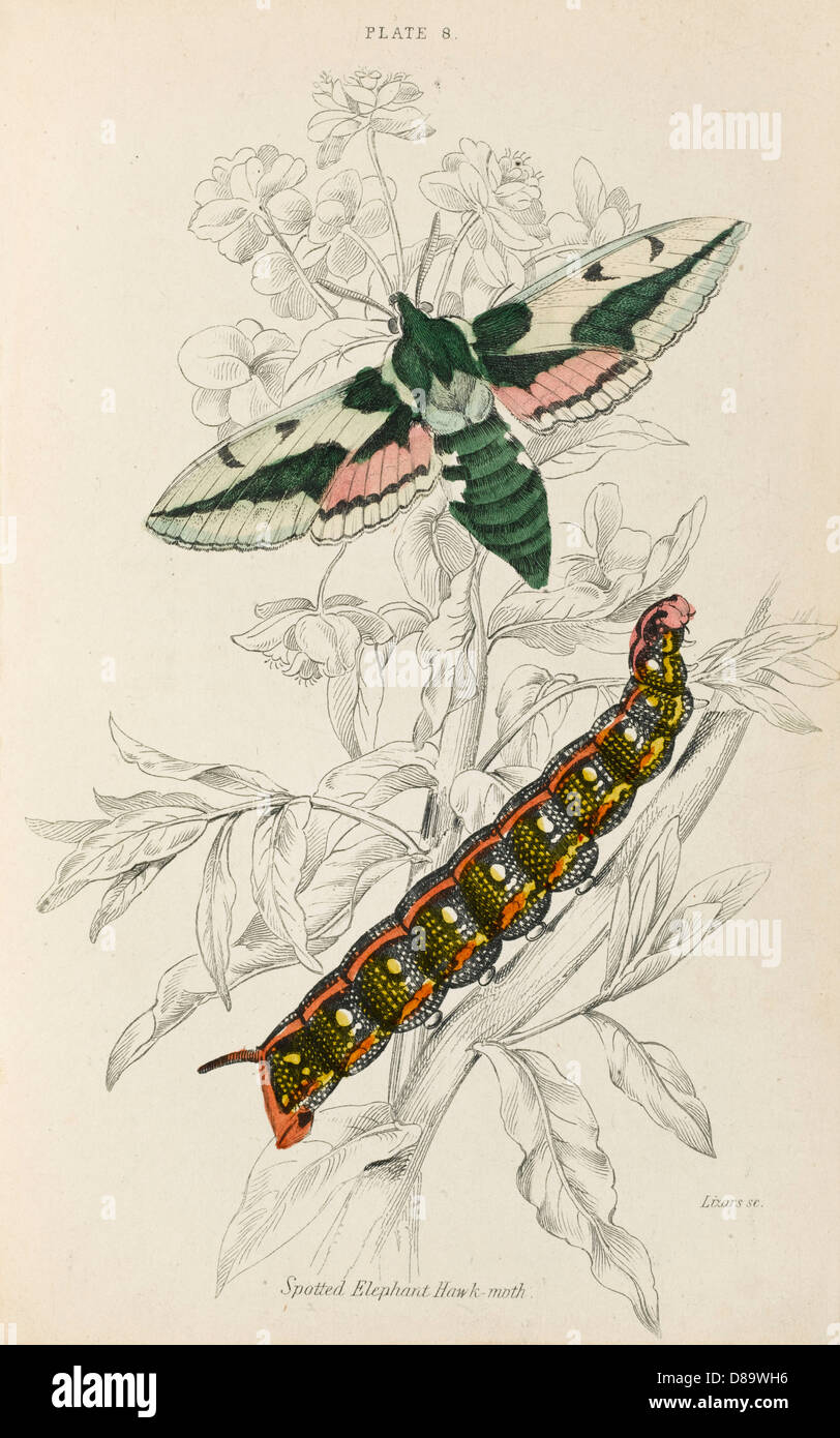 SPOTTED ELEPHANT MOTH Stock Photo - Alamy