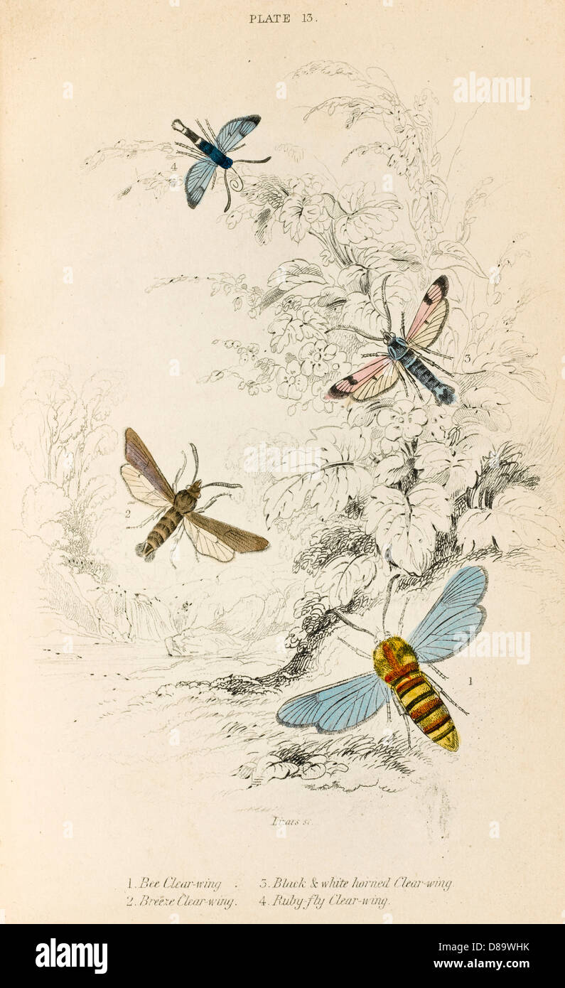 FOUR CLEAR WING MOTHS Stock Photo - Alamy