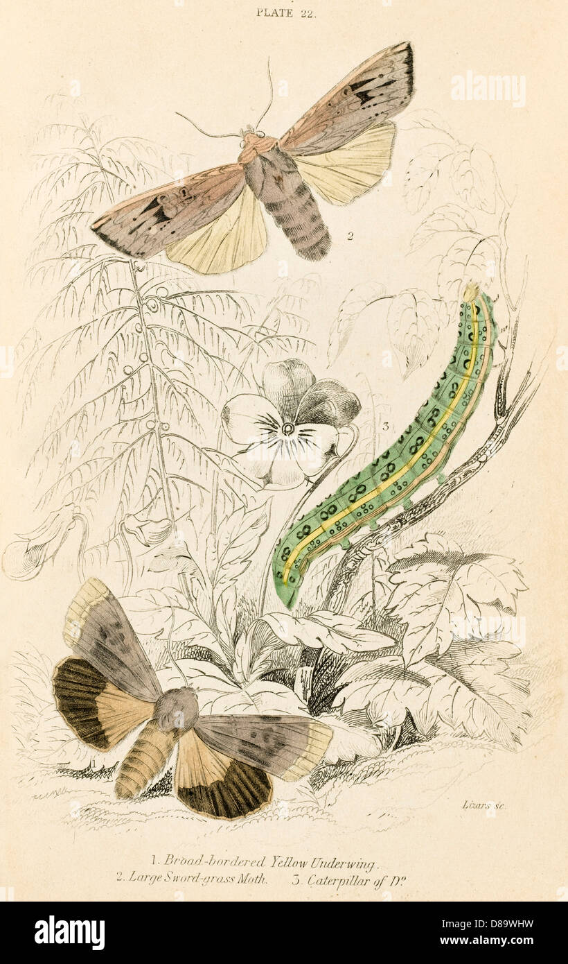 Large sword grass moth hi-res stock photography and images - Alamy