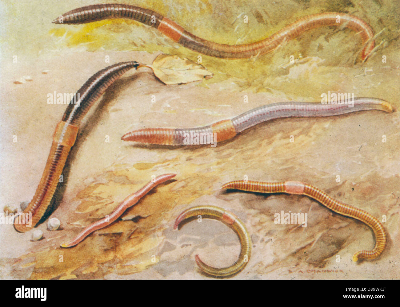 BRITISH EARTHWORMS 20C Stock Photo - Alamy