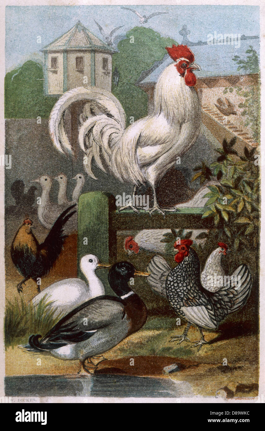 Mixed Poultry (Beeton Stock Photo - Alamy
