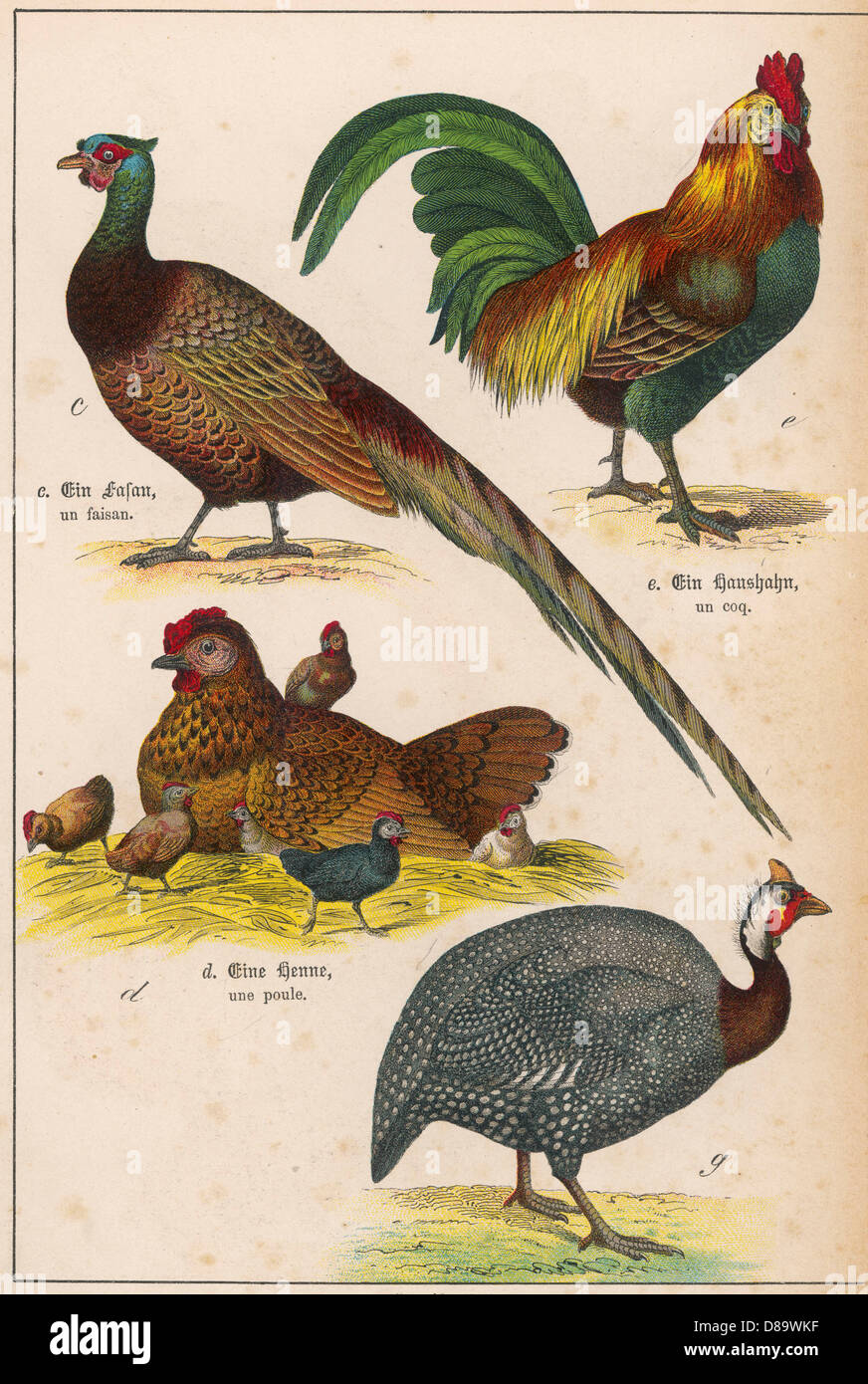 FOUR KINDS OF BIRD Stock Photo - Alamy