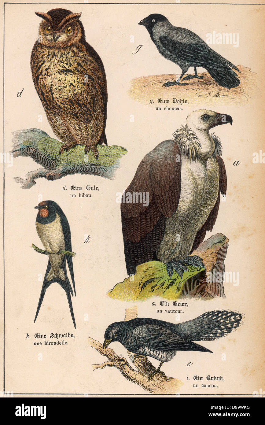 FIVE KINDS OF BIRD Stock Photo - Alamy