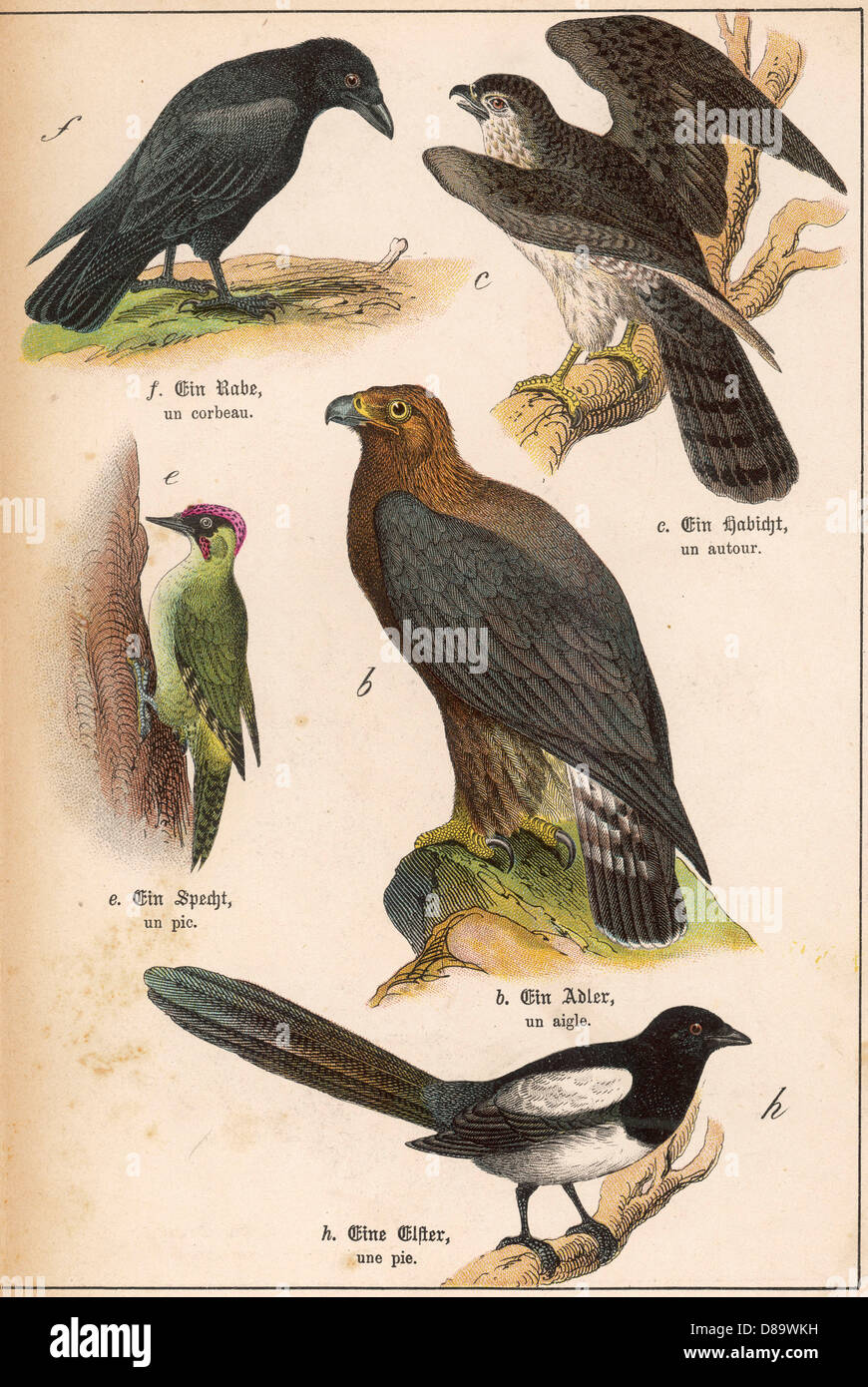 FIVE KINDS OF BIRD Stock Photo - Alamy