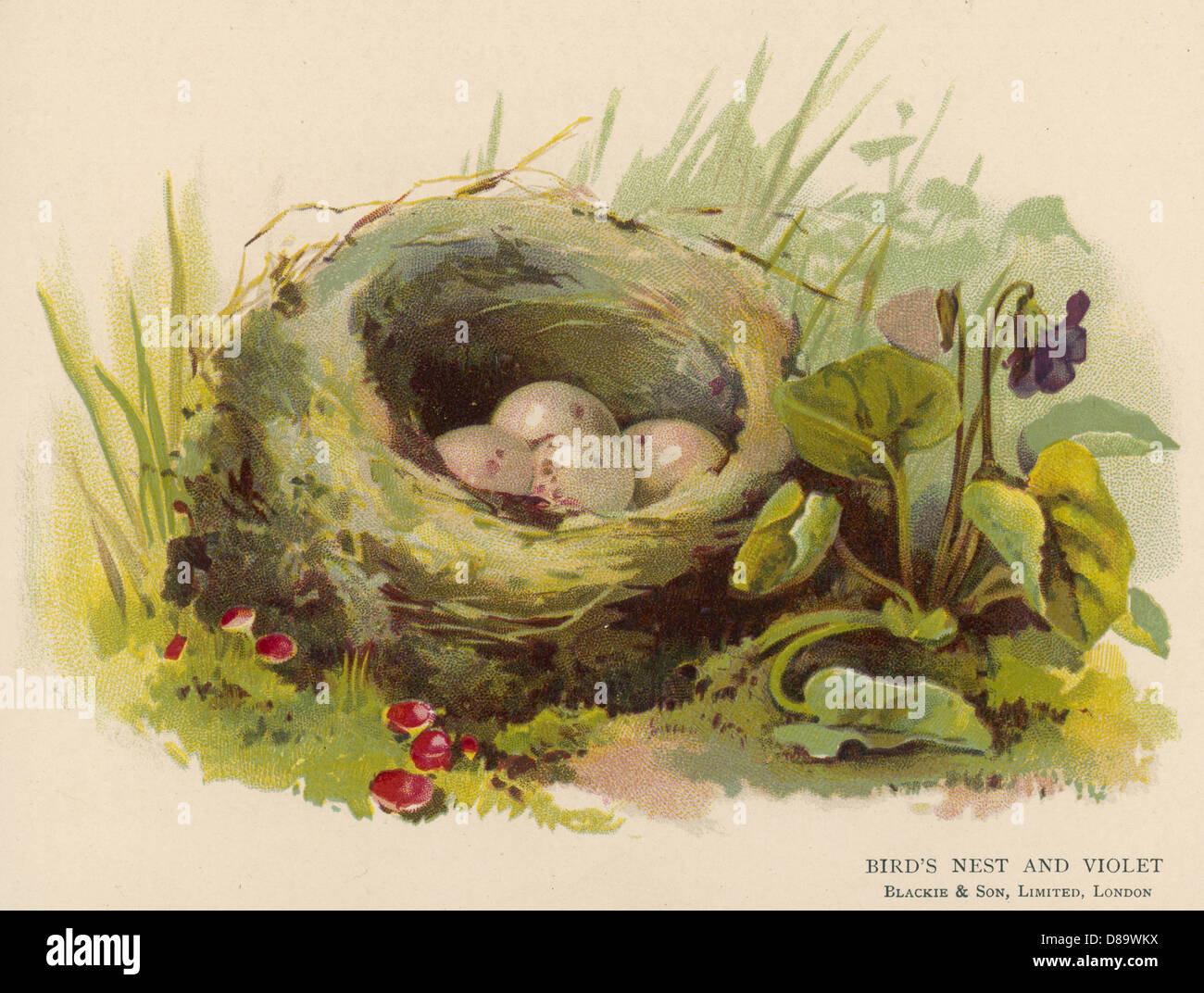 Nest eggs nest hi-res stock photography and images - Alamy