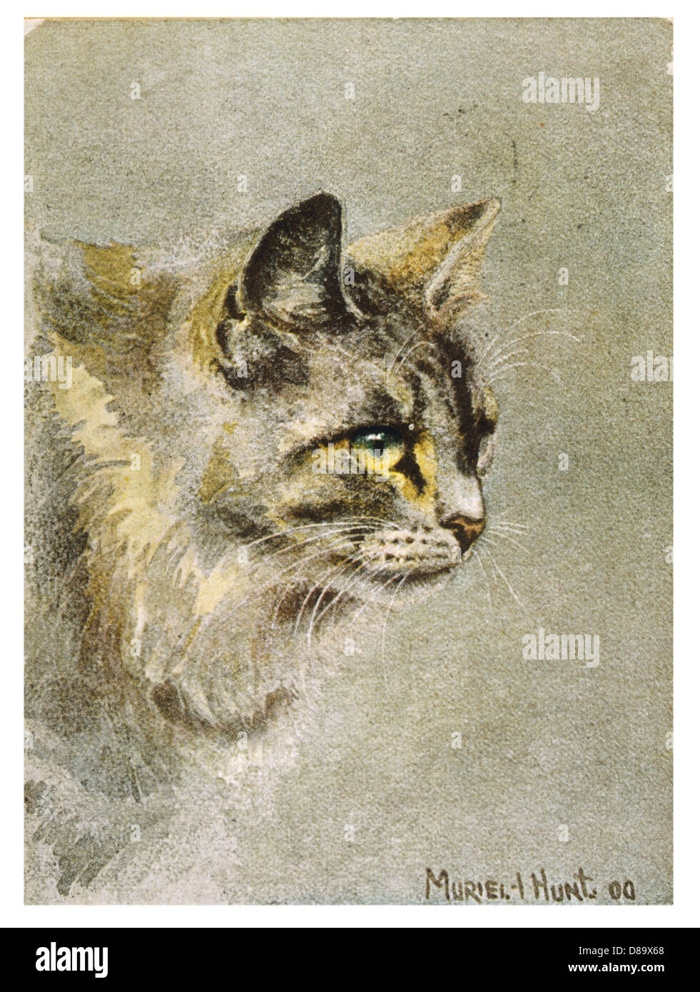 GREY CAT READY TO POUNCE Stock Photo - Alamy