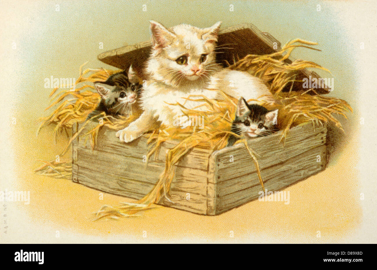 KITTENS IN A BOX Stock Photo - Alamy