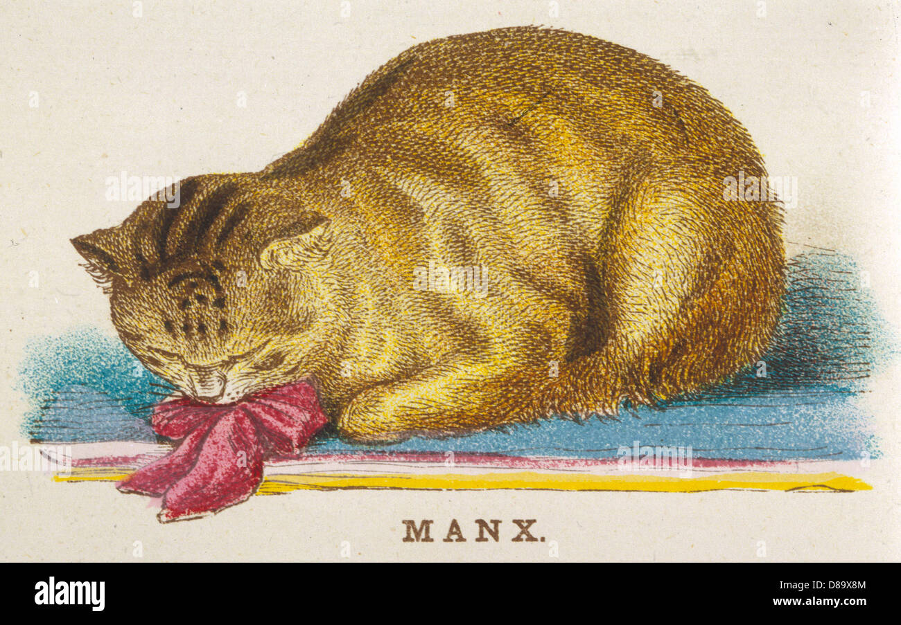 Manx breed hi-res stock photography and images - Alamy