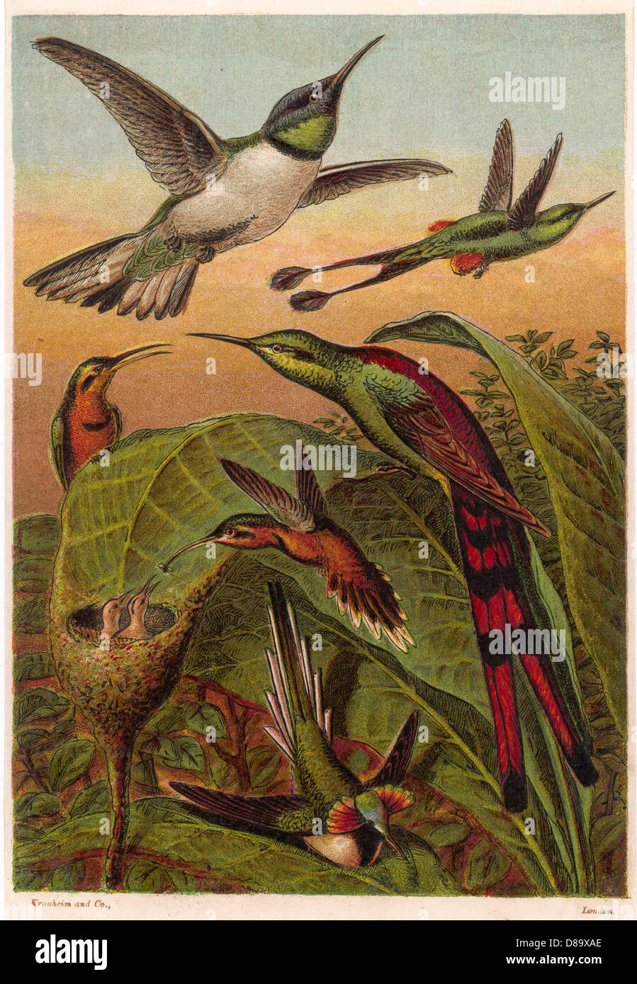 Birds in tropical regions hi-res stock photography and images - Alamy