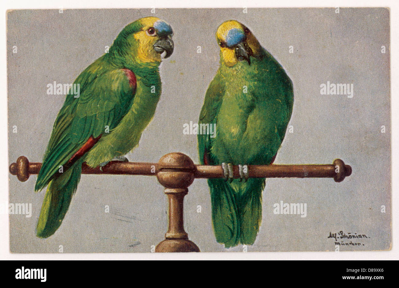 AFRICAN GREEN PARROT Stock Photo - Alamy