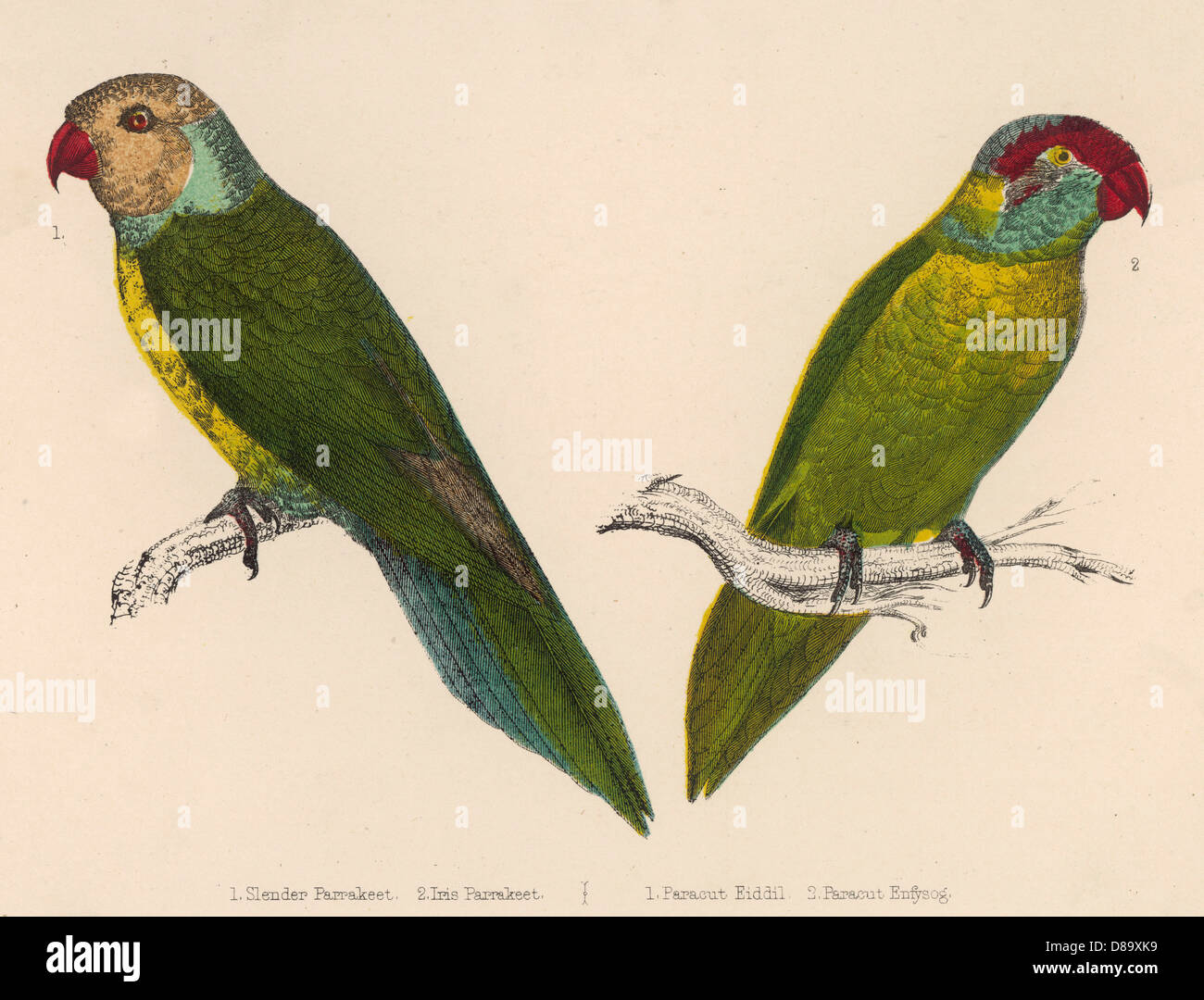 Two slender birds hi-res stock photography and images - Alamy