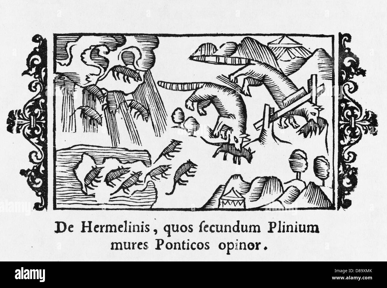 Animals ermine mice hi-res stock photography and images - Alamy