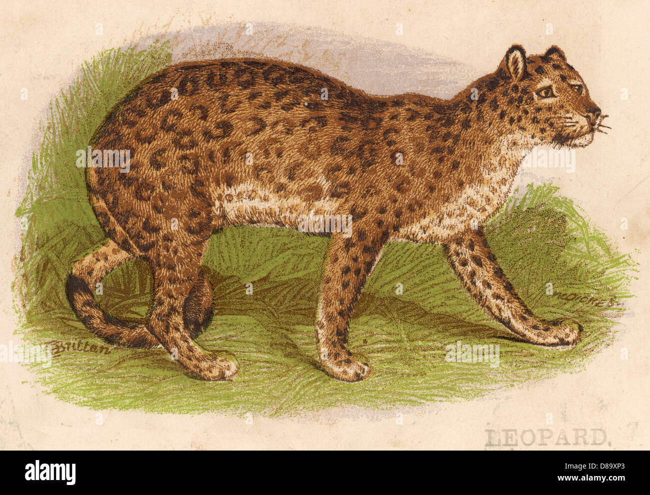 Leopard Profile View Stock Photo - Alamy