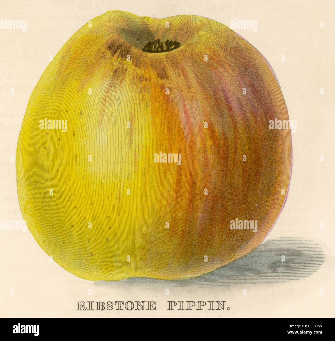 Ribstone hi-res stock photography and images - Alamy