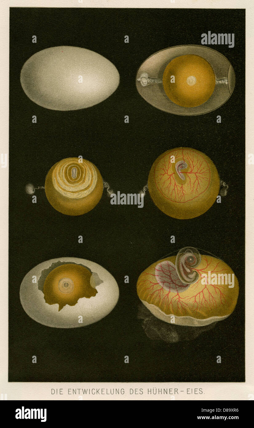 How an egg grows Stock Photo - Alamy