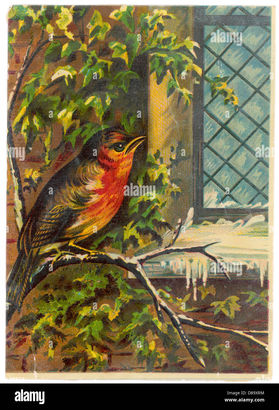 ROBIN NEAR WINDOW Stock Photo - Alamy