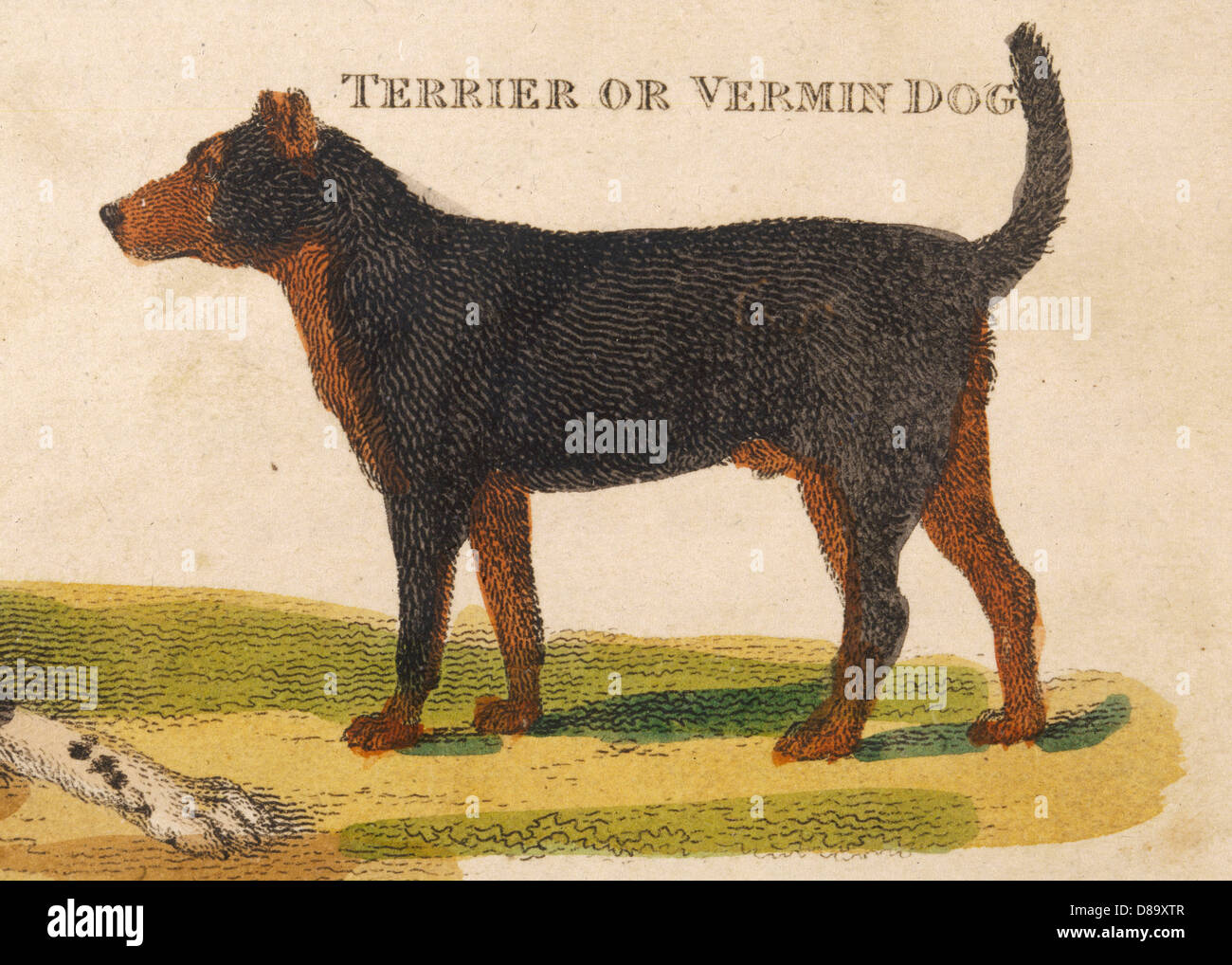 OLD TYPE TERRIER Stock Photo - Alamy