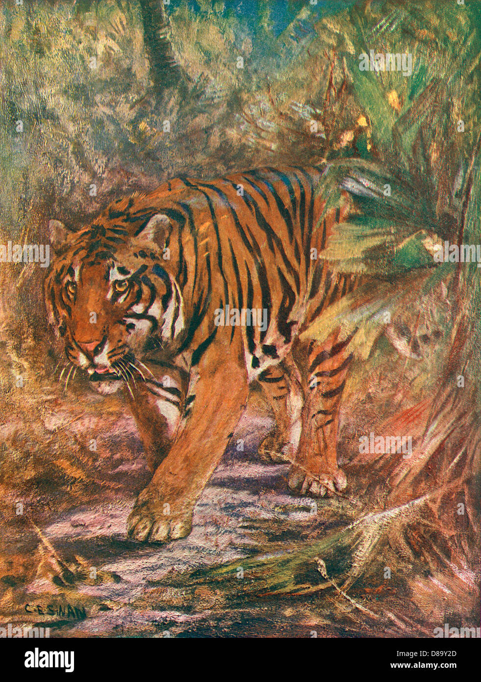 TIGER IN THE JUNGLE Stock Photo - Alamy