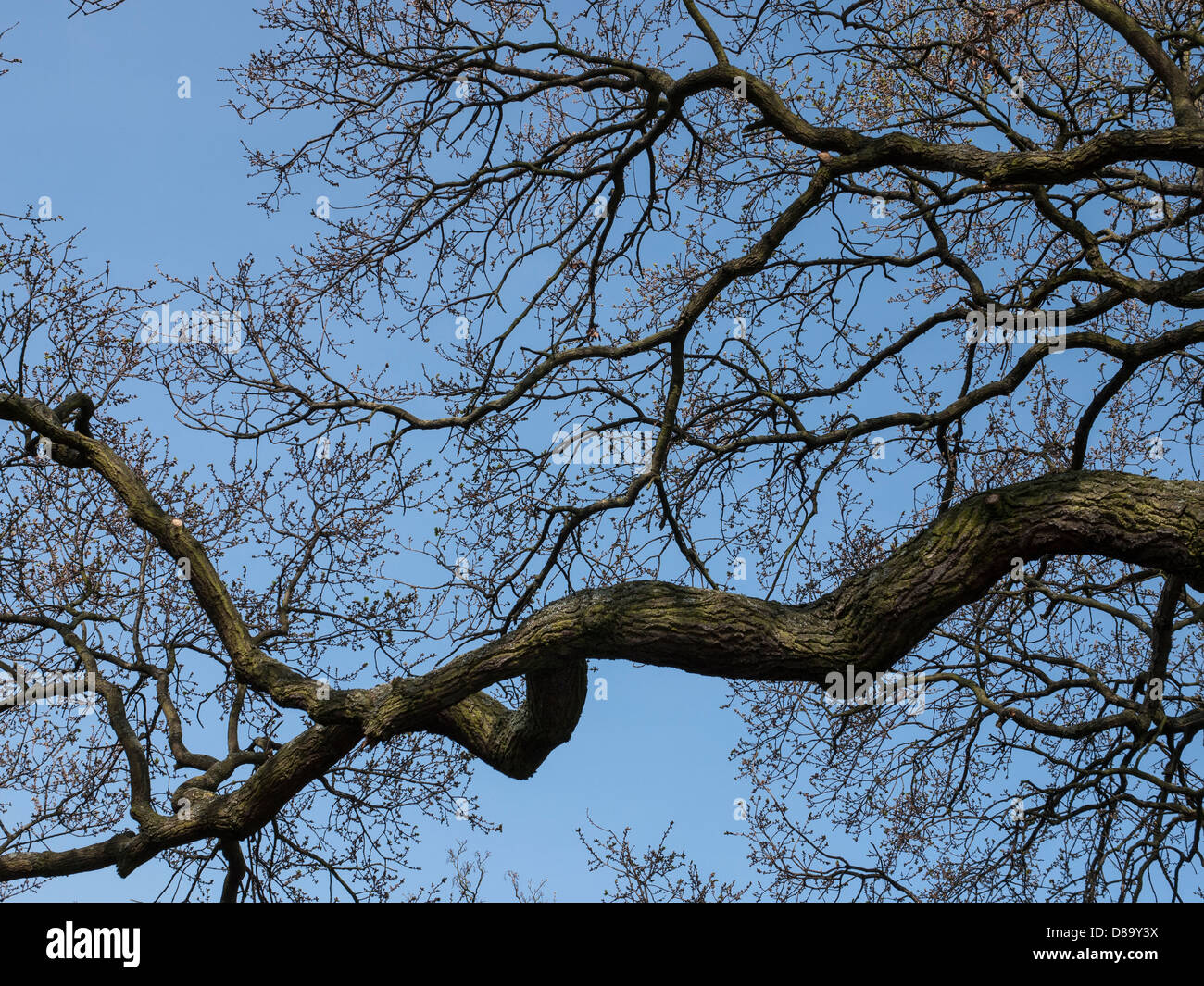 Looking up to silhouettes of tree branches with a background of blue ...