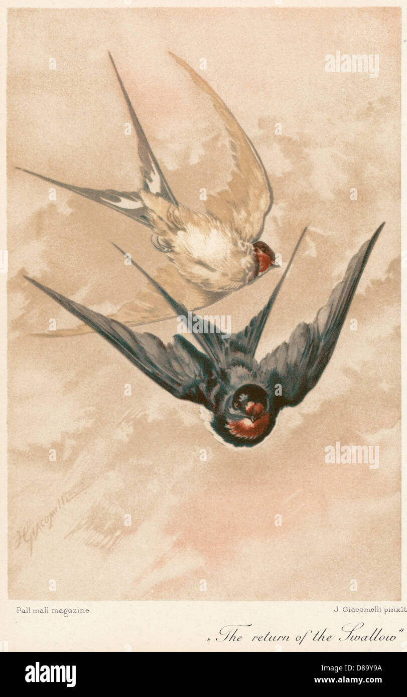 Two Swallow Drawing