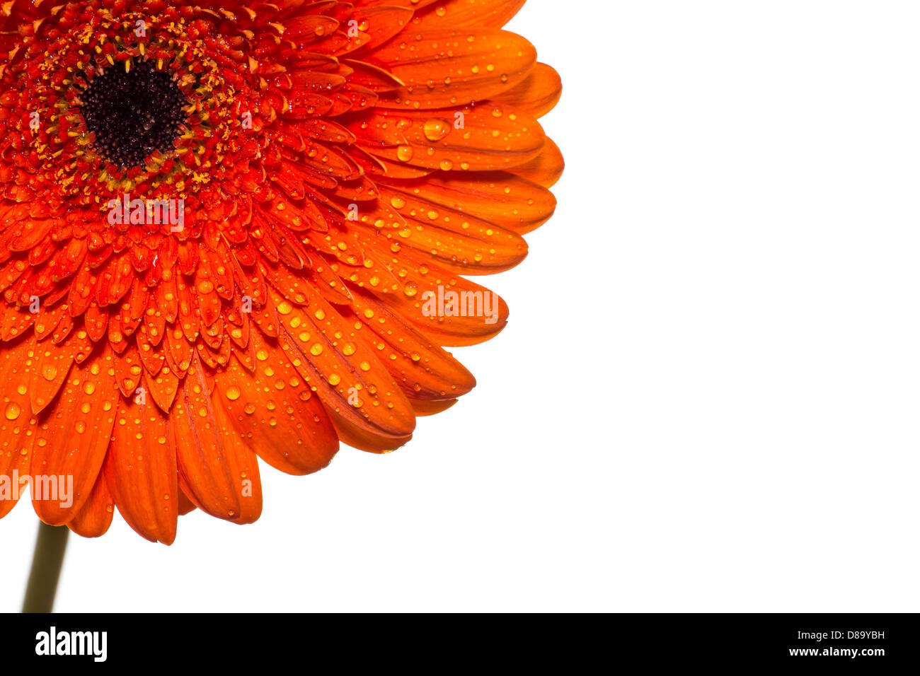 Gerbera flower drops water shot hi-res stock photography and images - Alamy
