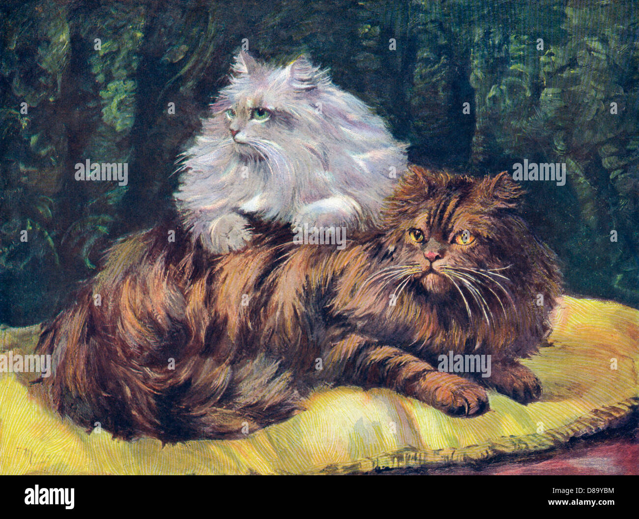 Silver tabby persian hi-res stock photography and images - Alamy