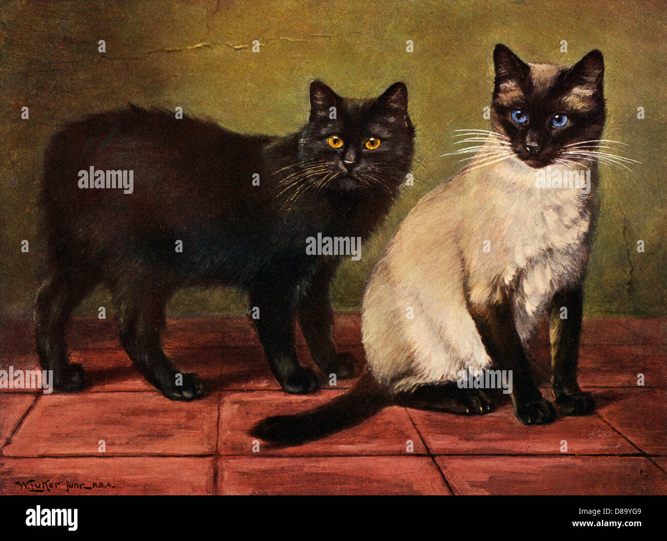 MANX AND SIAMESE CATS Stock Photo - Alamy