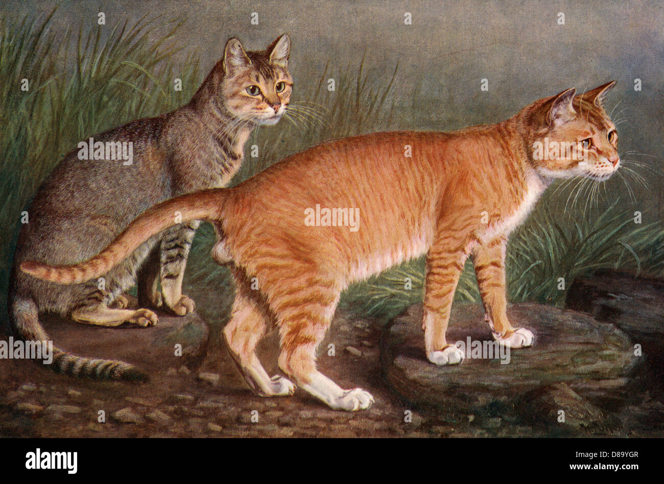 Indian cat breeds hi-res stock photography and images - Alamy