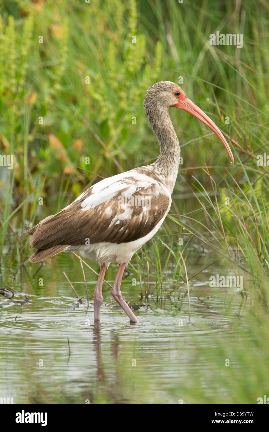 Juvenile White Ibis (Eudocimus albus), Anahuac National Wildlife Refuge ...