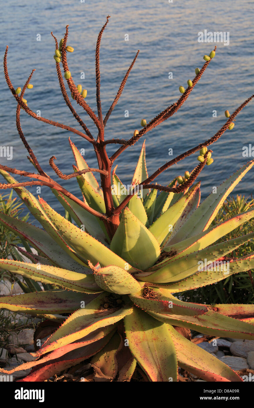 Malta, Valletta, cactus Stock Photo - Alamy
