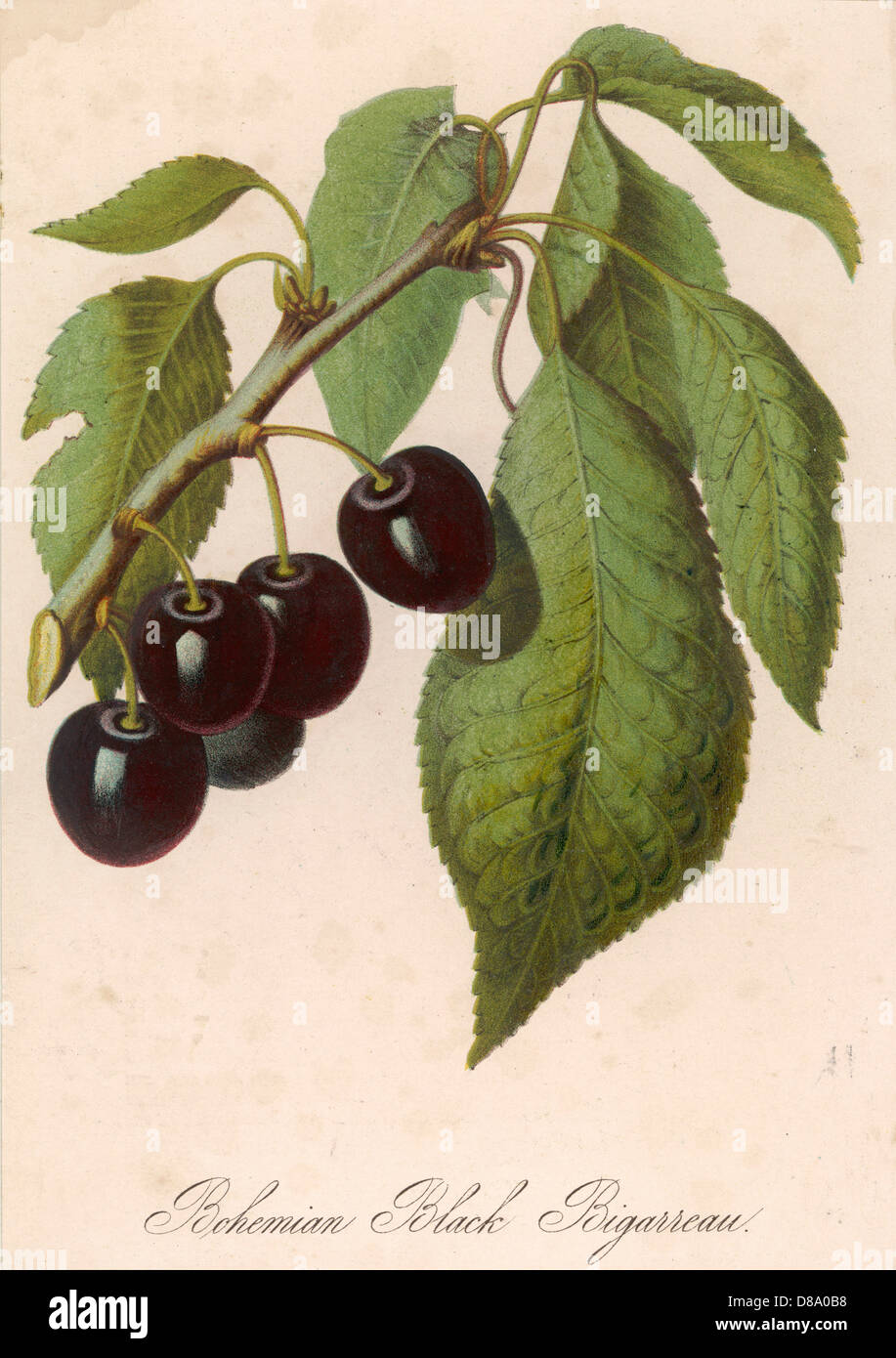 BUNCH OF BLACK CHERRIES Stock Photo - Alamy