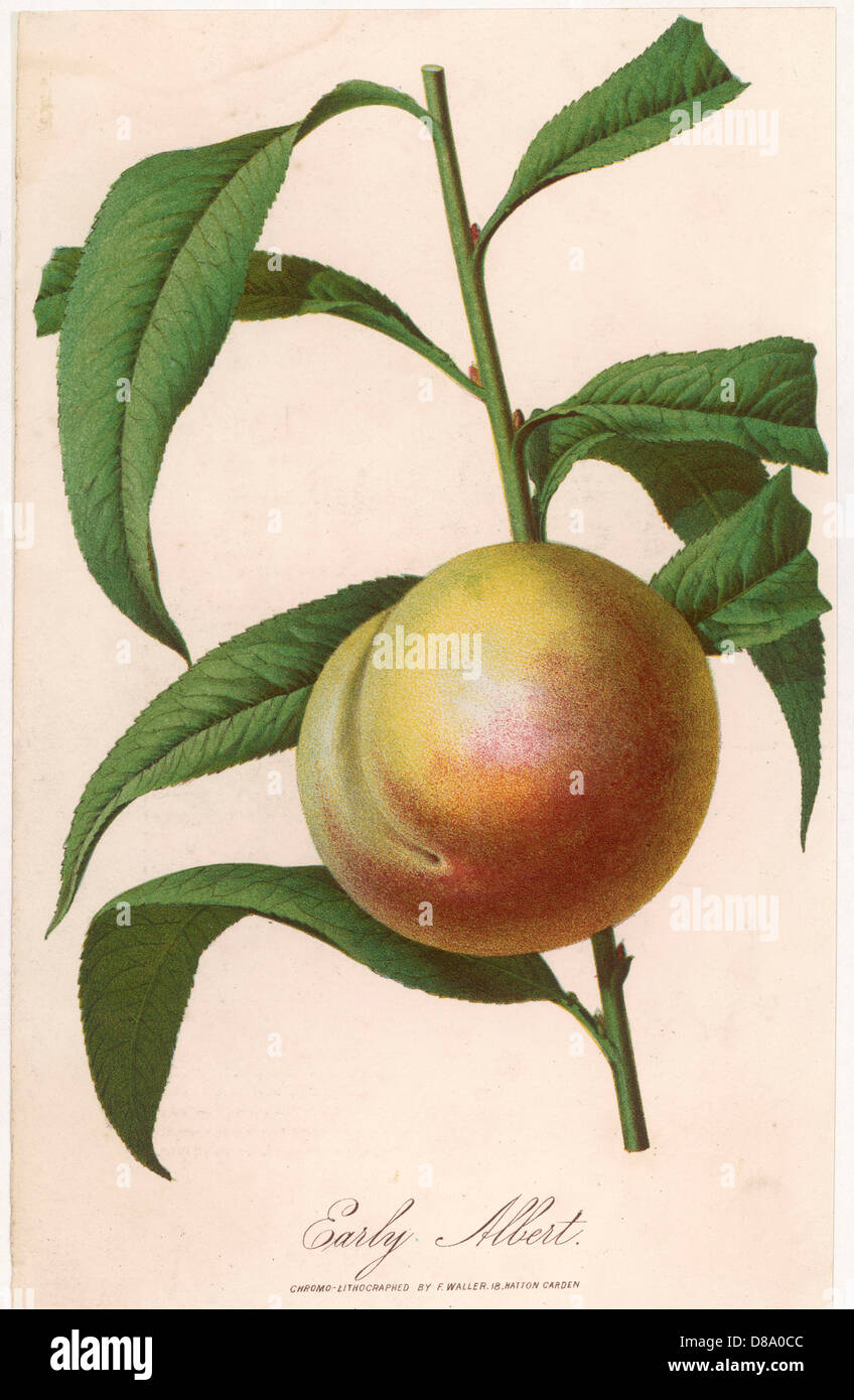 PEACH: EARLY ALBERT Stock Photo - Alamy