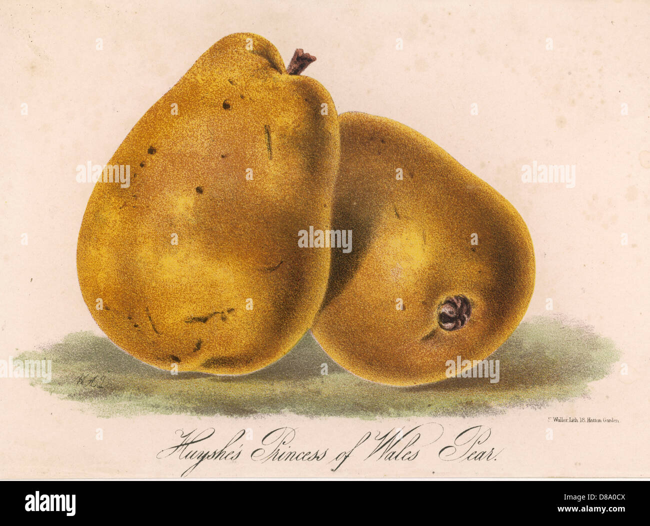 Pear - Princess of Wales Stock Photo - Alamy