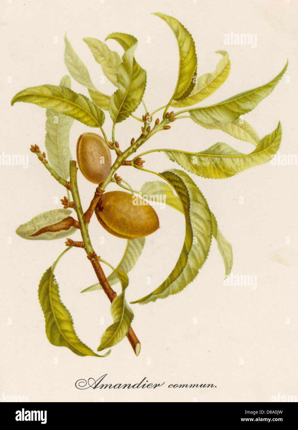Almond turpin hi-res stock photography and images - Alamy