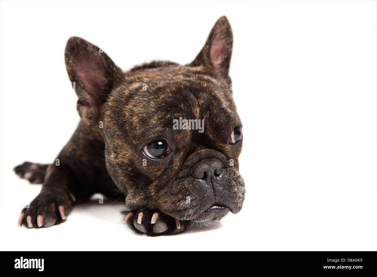 Dog french bulldog playing on Cut Out Stock Images & Pictures - Alamy