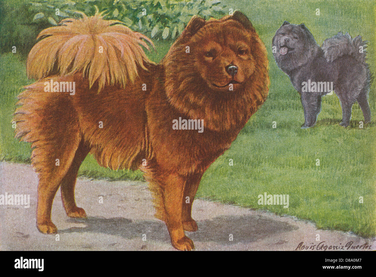 TWO CHOW DOGS STANDING Stock Photo - Alamy