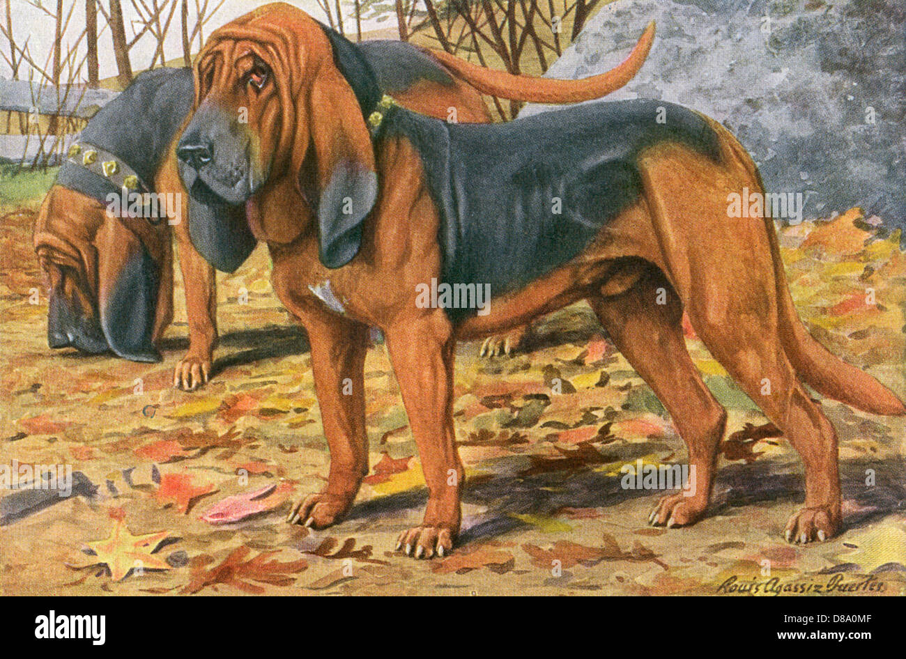 Bloodhounds two hi-res stock photography and images - Alamy